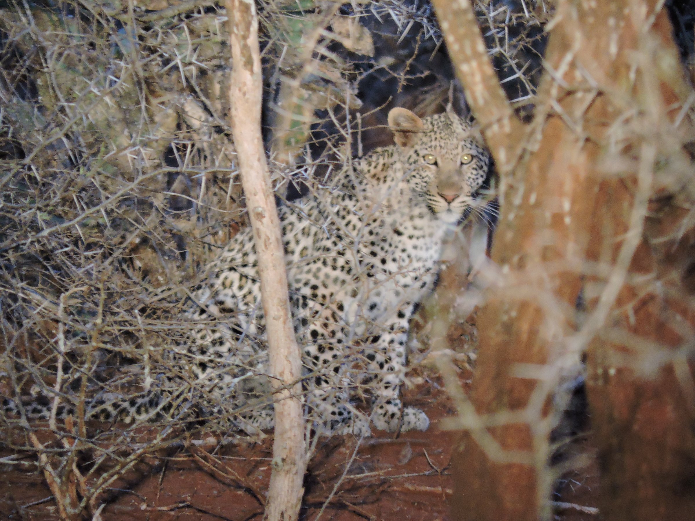 Hyenas kills young Pongola Game Reserve